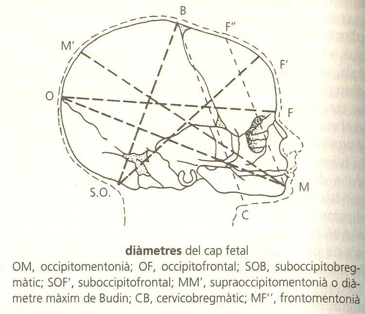 Diccionari enciclopèdic de medicina