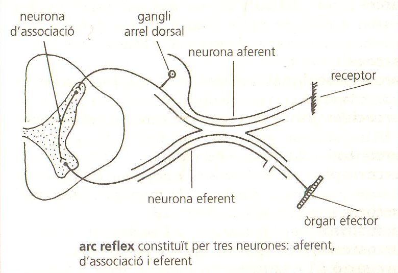 Diccionari enciclopèdic de medicina